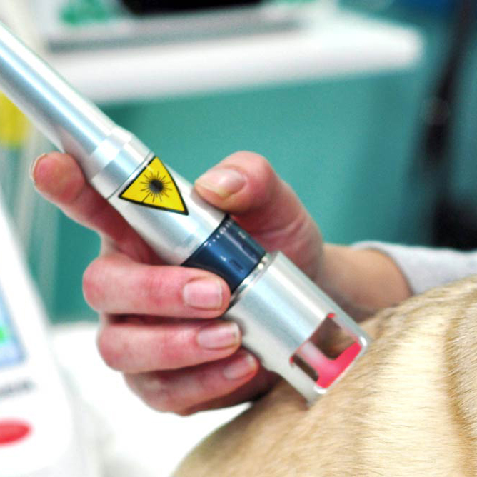 klasertherapy_resized – Frankel Veterinary Centre