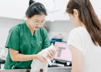 Our Services – Frankel Veterinary Centre