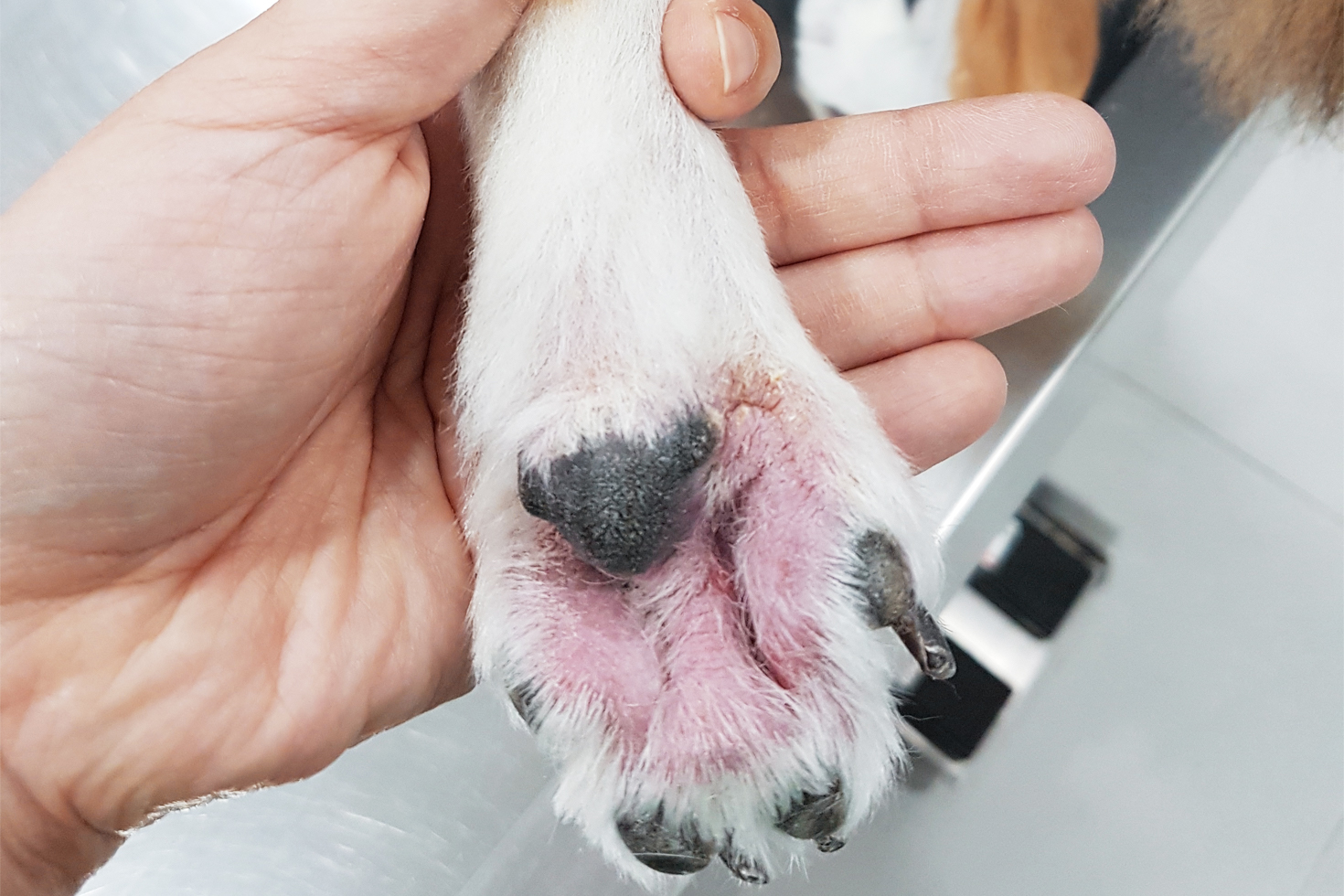 Dermatology – Frankel Veterinary Centre